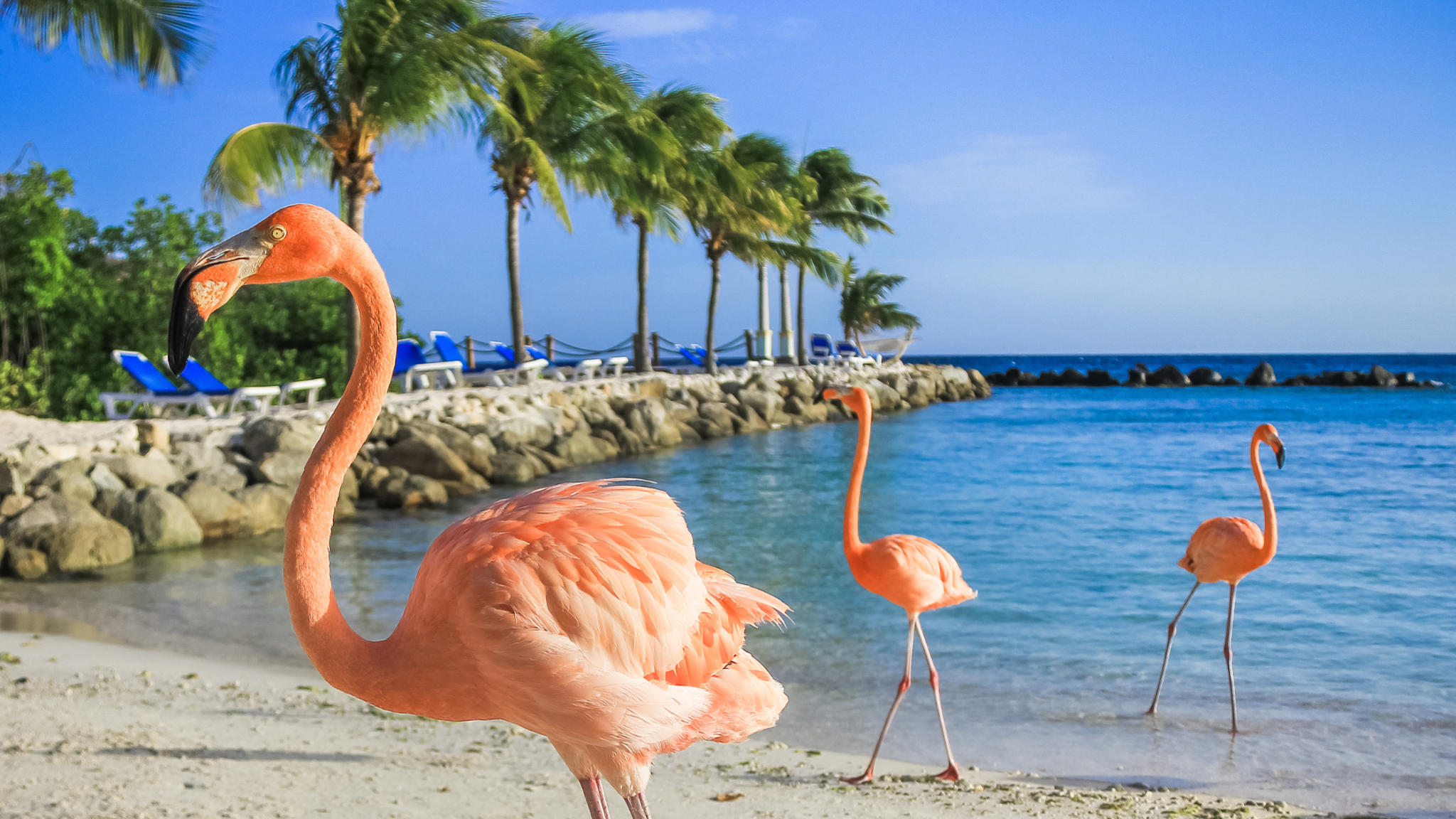 Top 10 Aruban Food Dishes: A Culinary Journey of the Caribbean